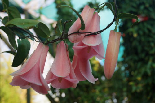 El copihue: descubriendo los secretos de la flor nacional de Chile ...