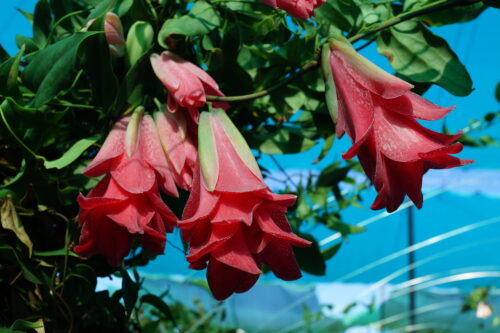 El copihue: descubriendo los secretos de la flor nacional de Chile ...