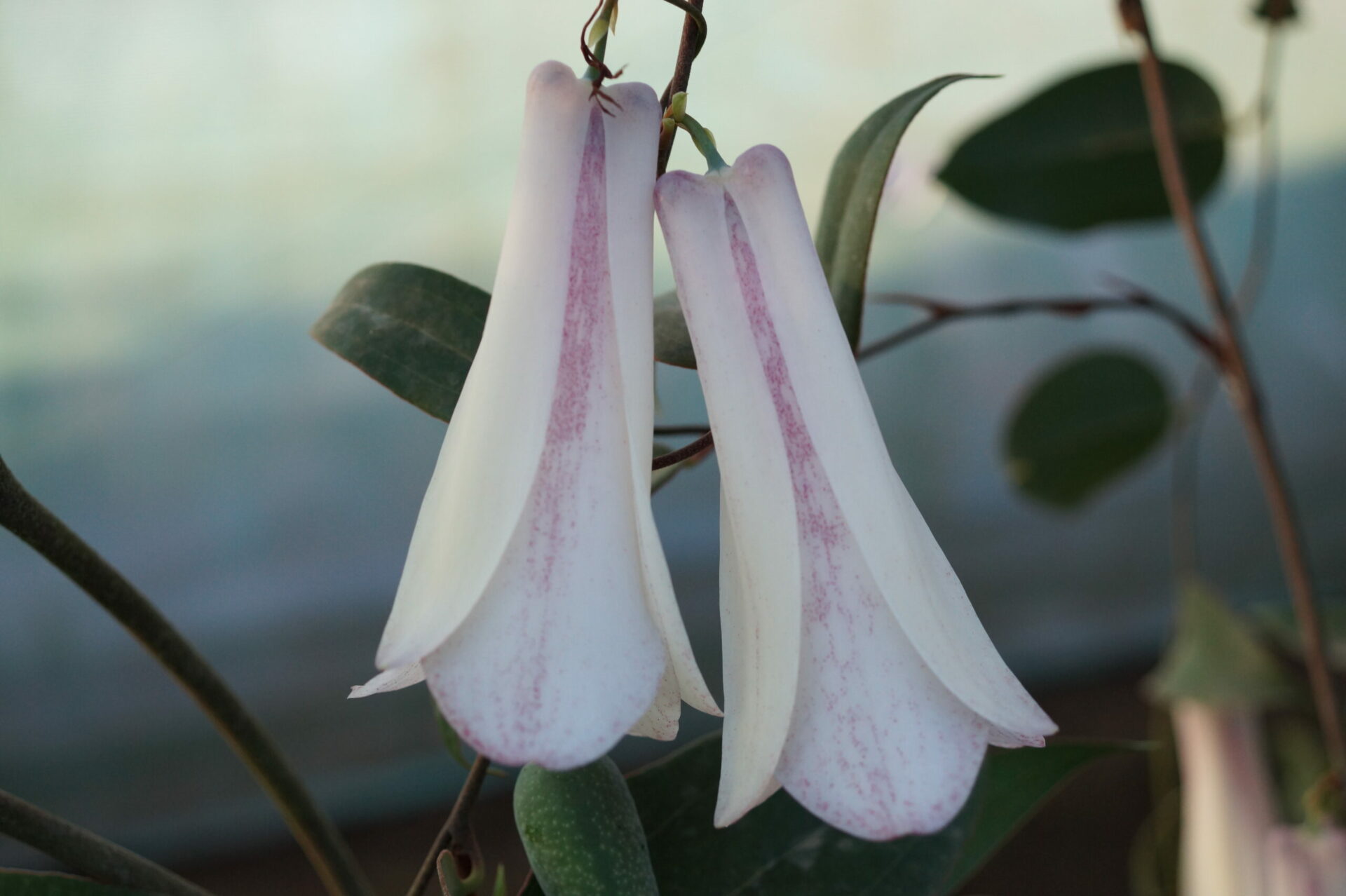El copihue: descubriendo los secretos de la flor nacional de Chile ...