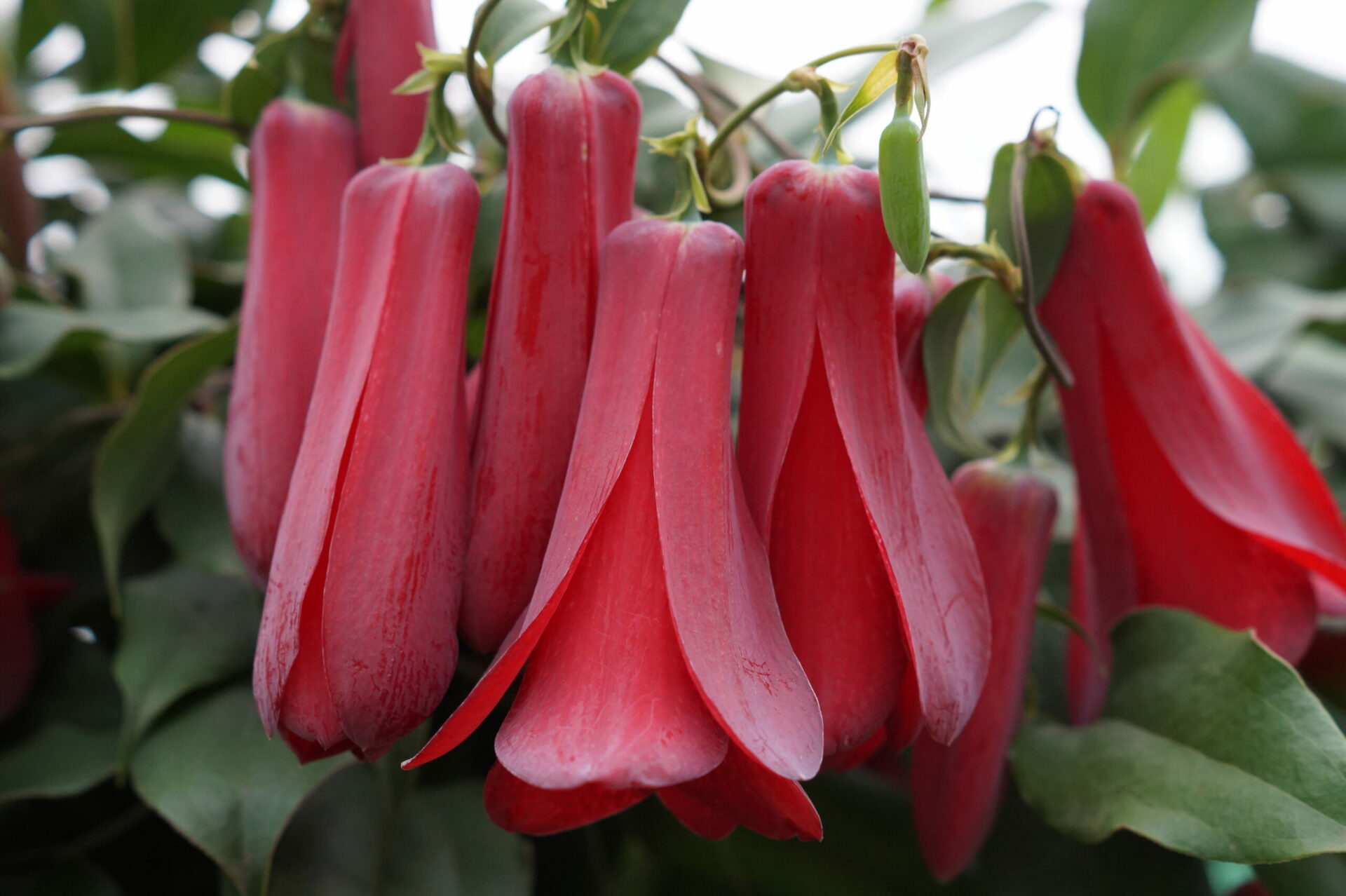 El copihue: descubriendo los secretos de la flor nacional de Chile ...