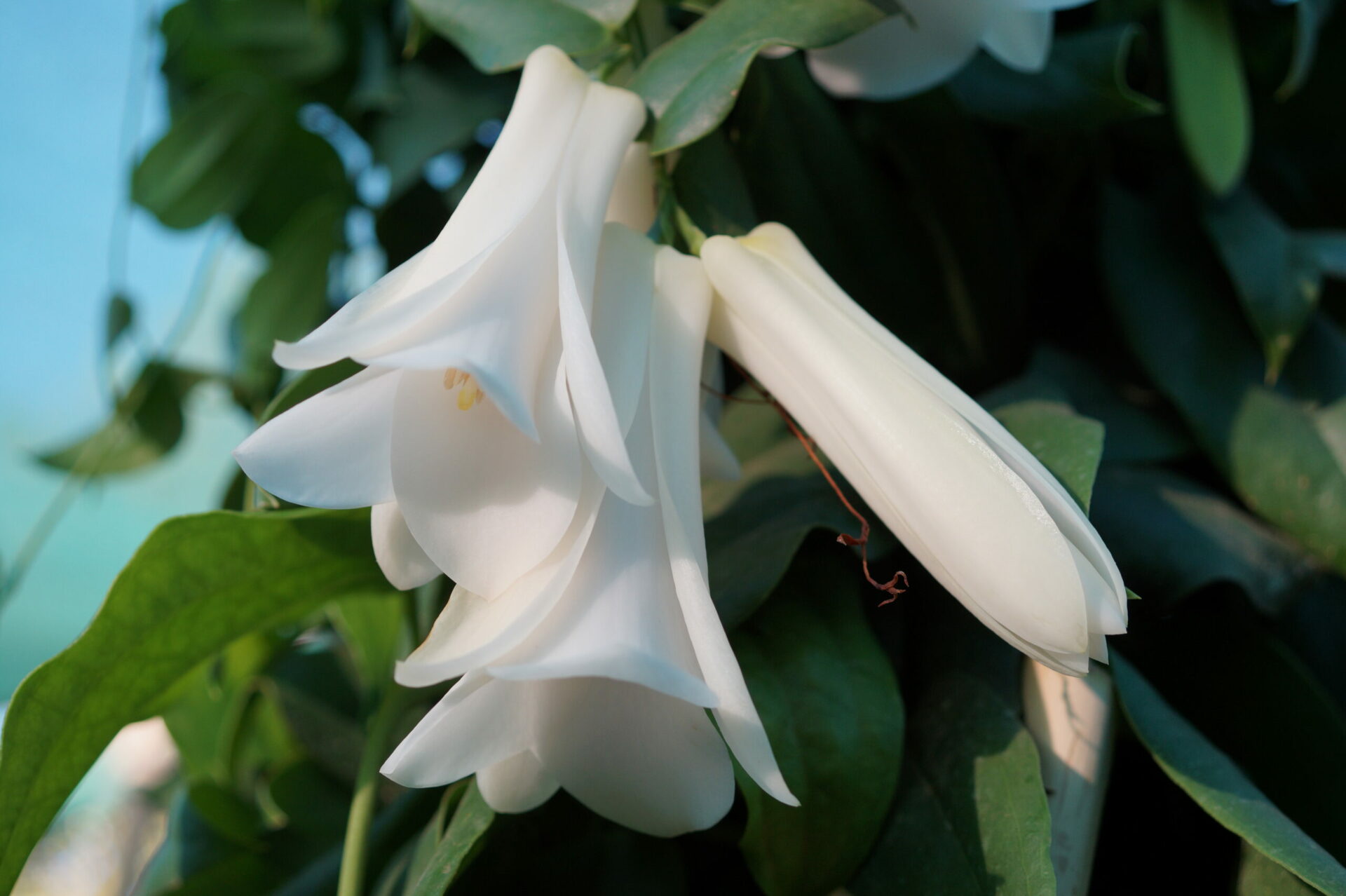 El copihue: descubriendo los secretos de la flor nacional de Chile ...