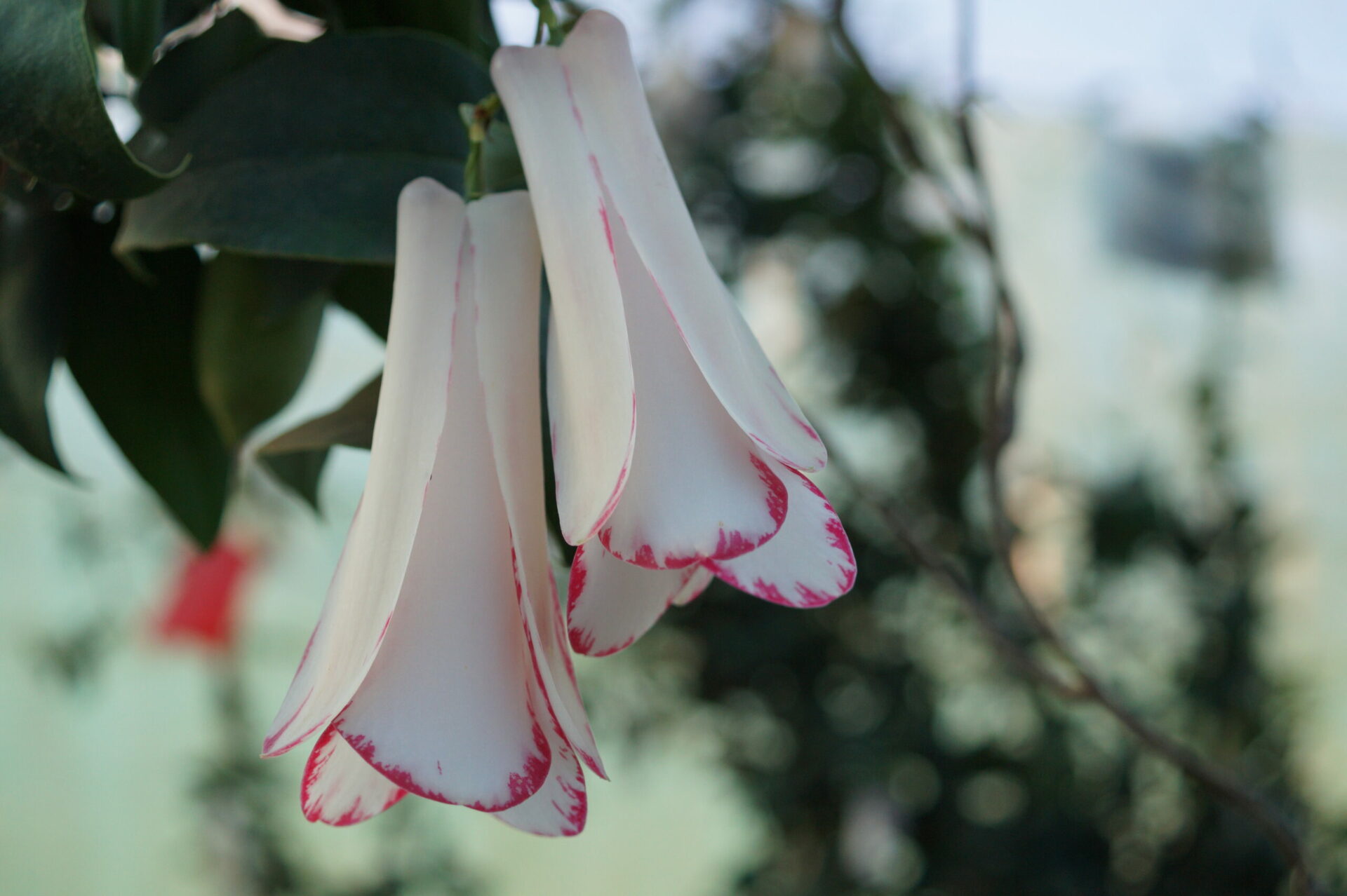 El copihue: descubriendo los secretos de la flor nacional de Chile ...