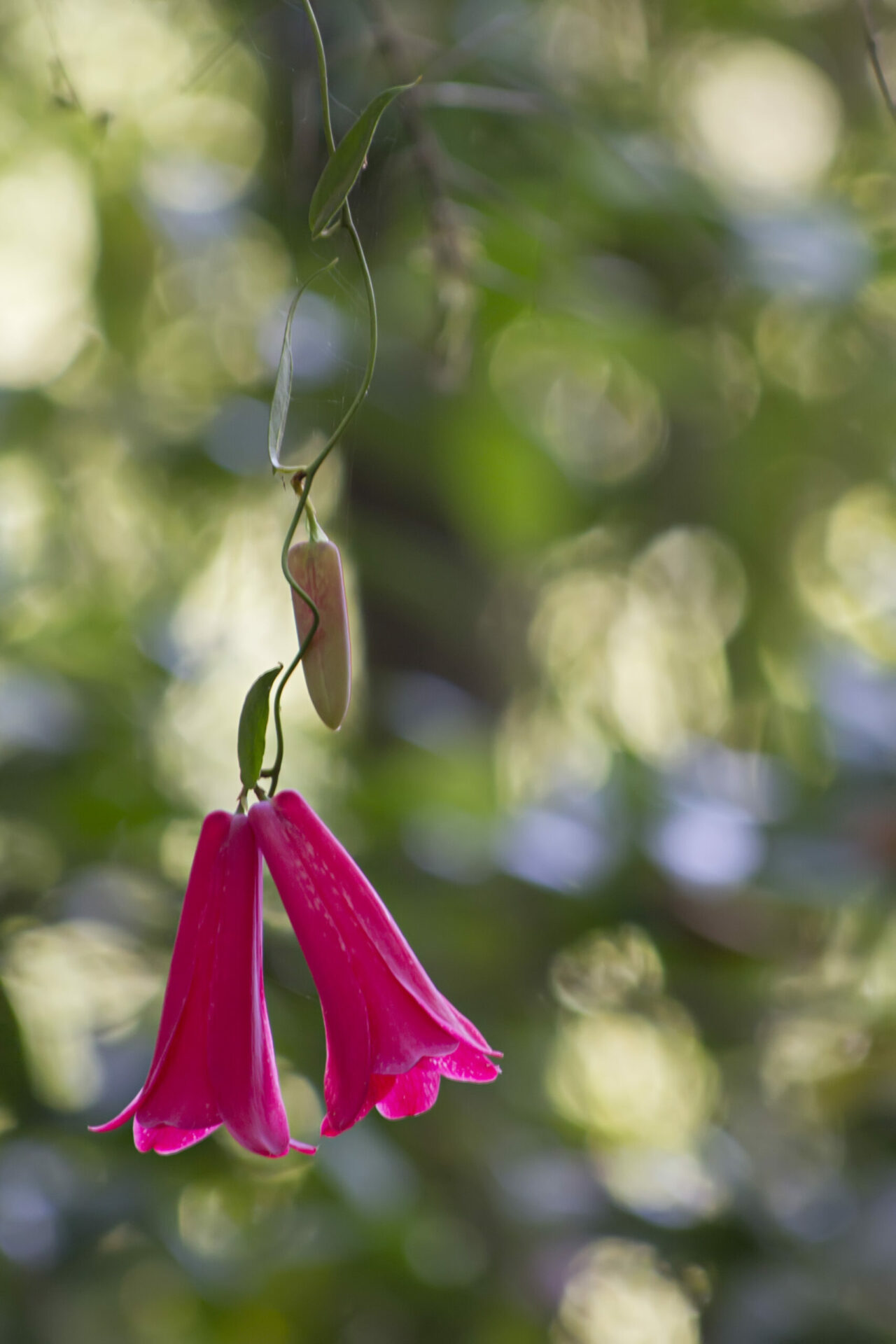 El copihue: descubriendo los secretos de la flor nacional de Chile ...