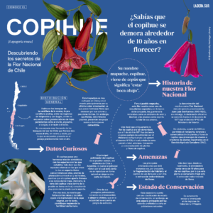 El copihue: descubriendo los secretos de la flor nacional de Chile ...
