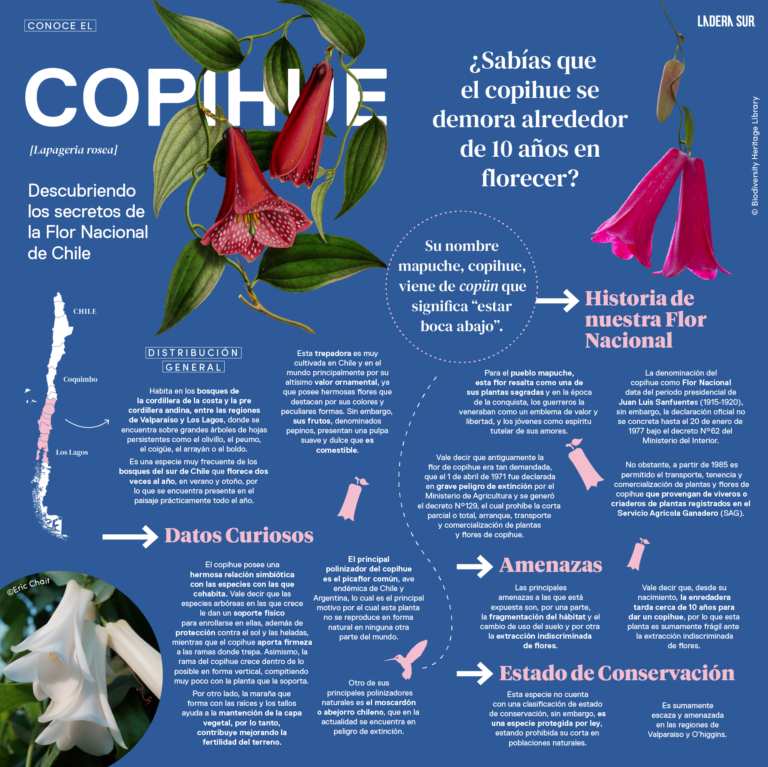 El copihue: descubriendo los secretos de la flor nacional de Chile ...