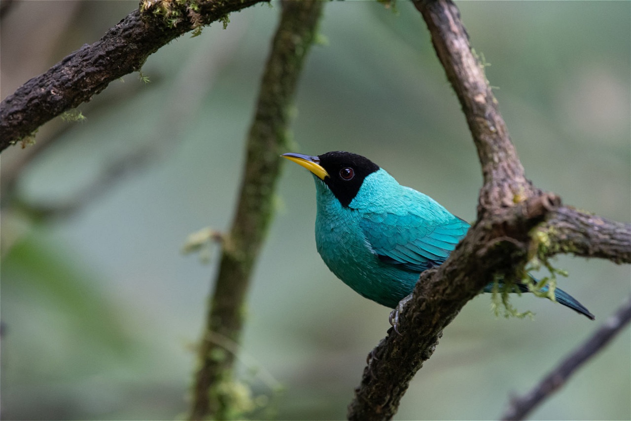 Un viaje por tres asombrosos refugios naturales que protegen aves en ...