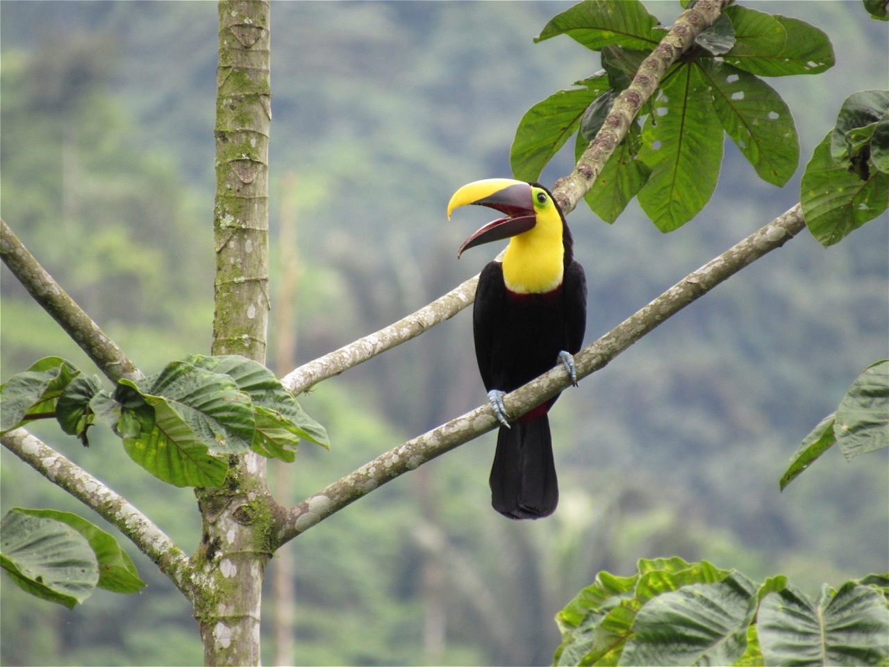 Un viaje por tres asombrosos refugios naturales que protegen aves en ...