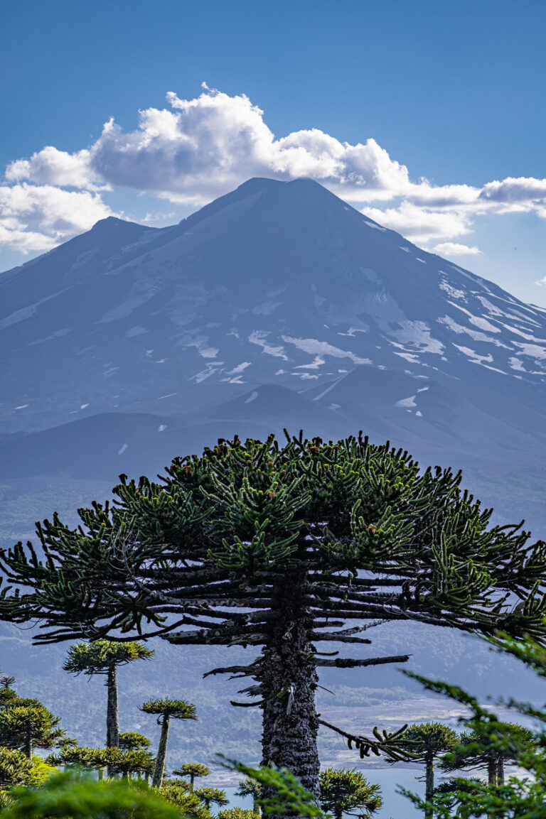 Araucaria Madre: guardiana ancestral de la Región de la Araucanía ...