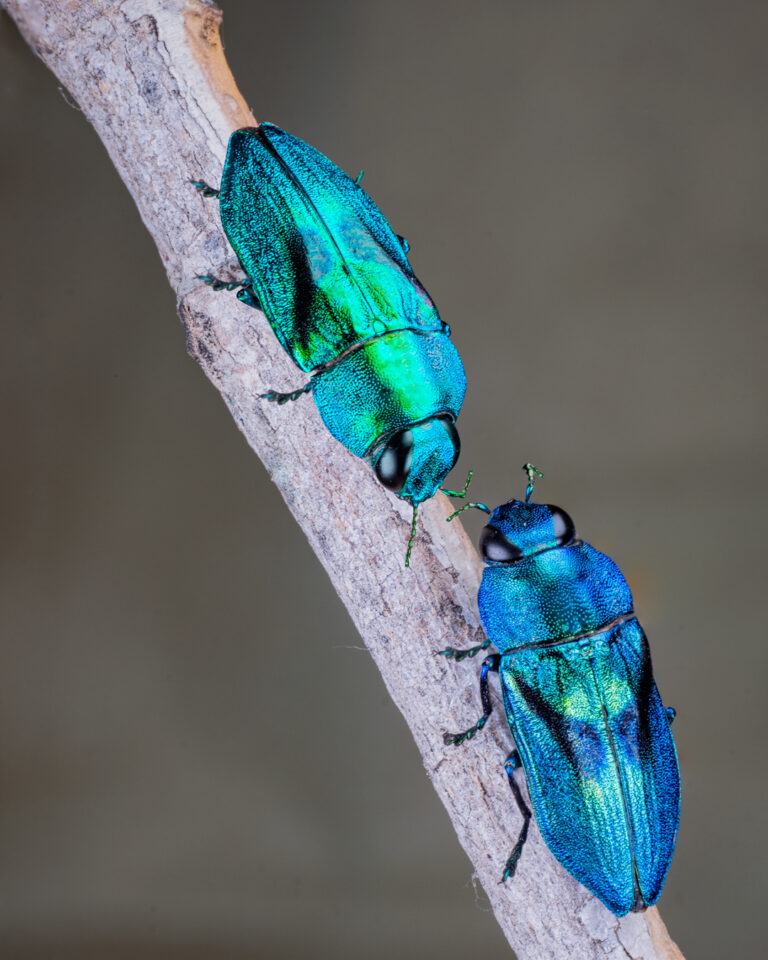 La importancia de lo pequeño: Los insectos y sus curiosidades llegarán ...
