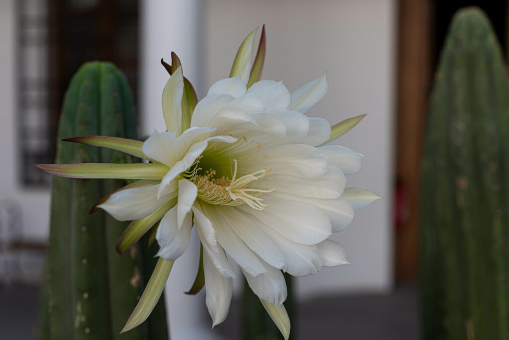 Botánica chamánica: las ancestrales plantas visionarias usadas para ...