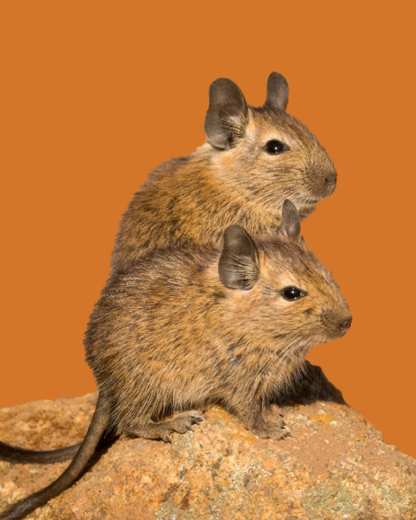 El asombroso mundo del degu | Ladera Sur