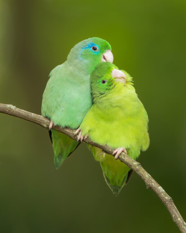 Nueva Estrategia Nacional para la Conservación de las Aves en Colombia ...