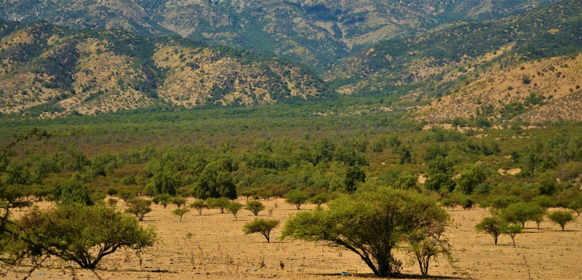 El bosque esclerófilo chileno: un ecosistema en peligro lleno de ...