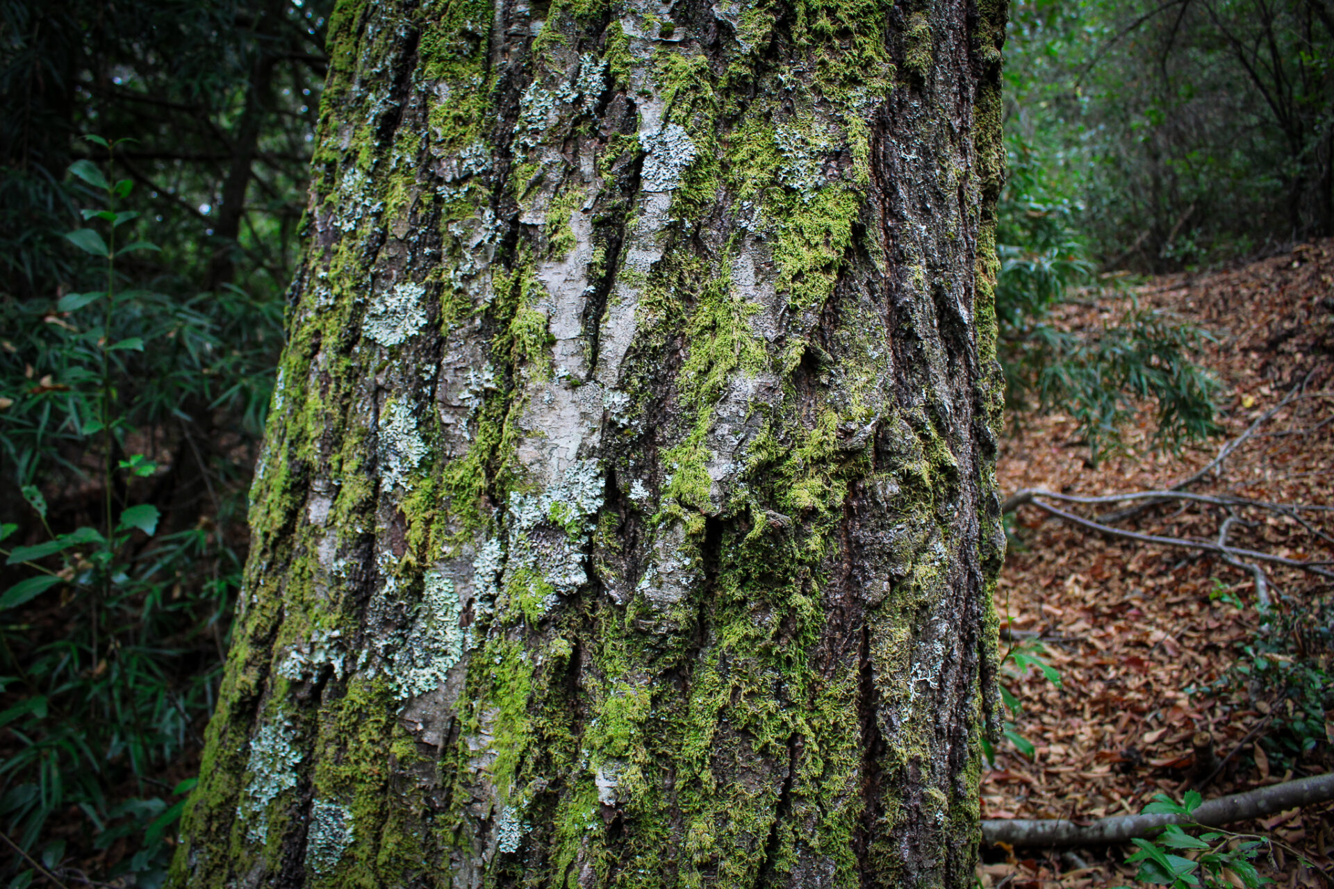 Descubre la diversidad de los Nothofagus en Chile con esta guía ...