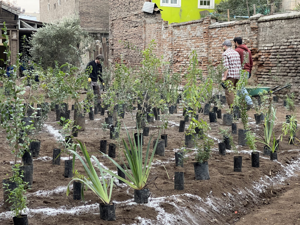 Bosque esclerófilo llega al barrio Yungay de la mano del increíble ...