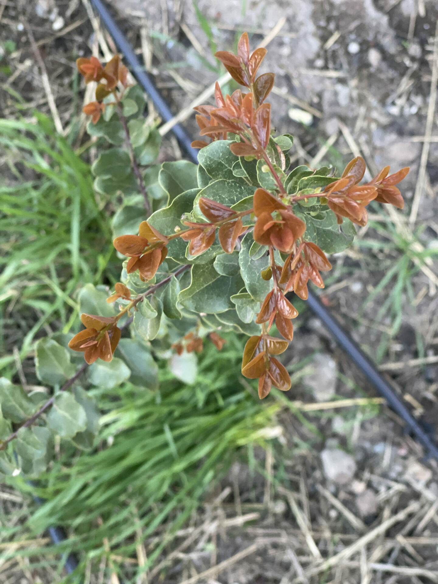 Bosque esclerófilo llega al barrio Yungay de la mano del increíble ...