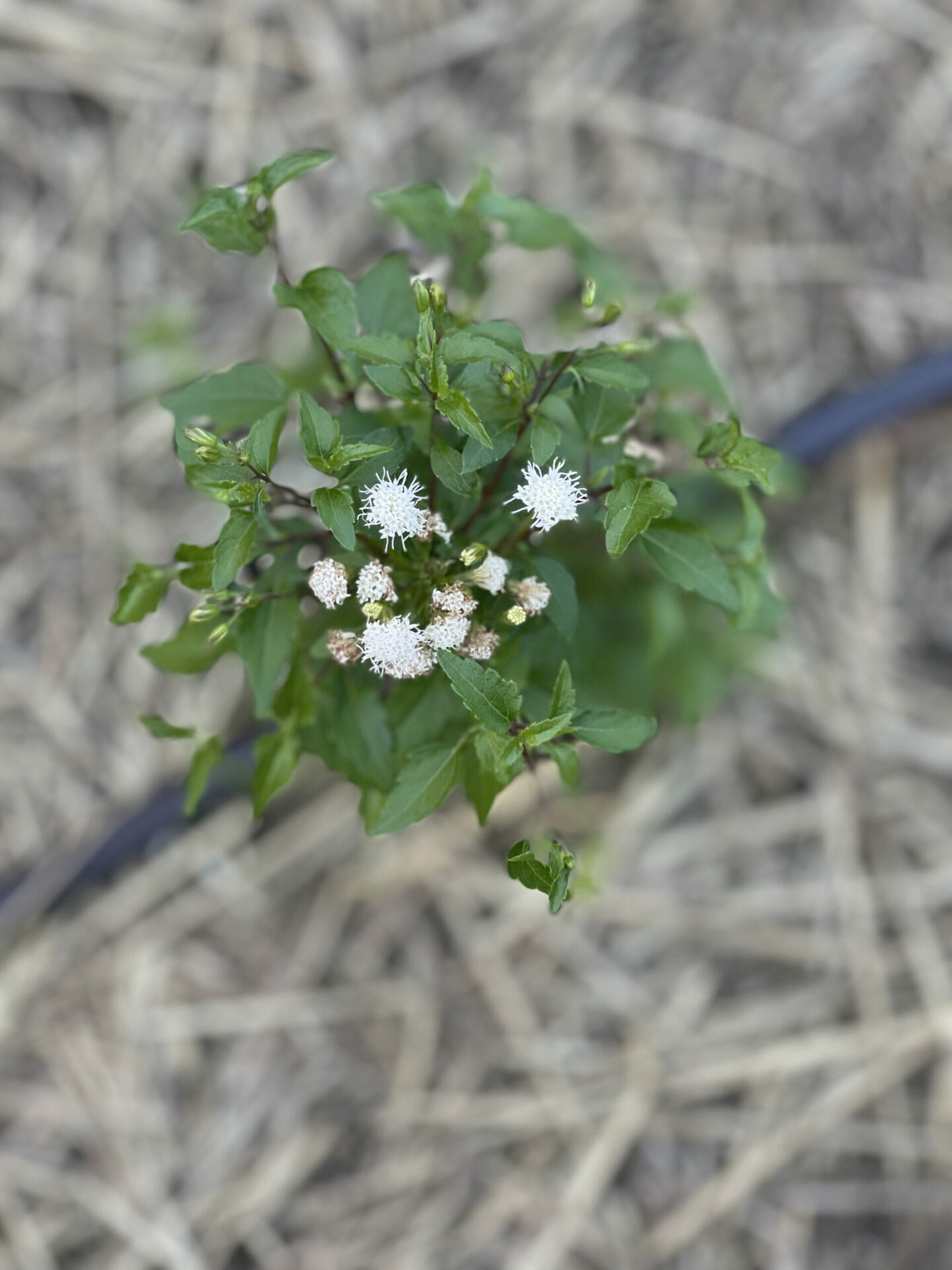 Bosque esclerófilo llega al barrio Yungay de la mano del increíble ...