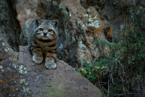 Representa al gato andino: descubren al mayor geoglifo de felino en el ...