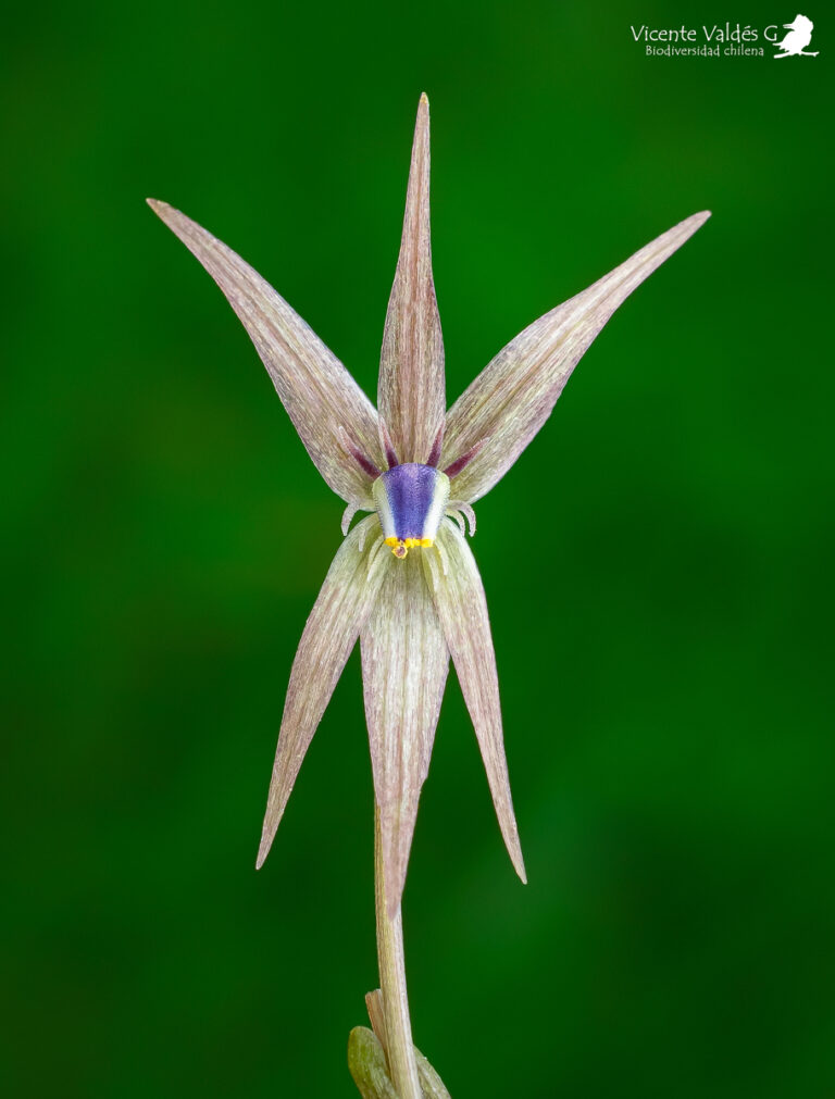 Florecer en pleno invierno: las maravillosas Miersias, plantas ...