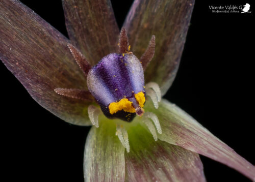 Florecer en pleno invierno: las maravillosas Miersias, plantas ...
