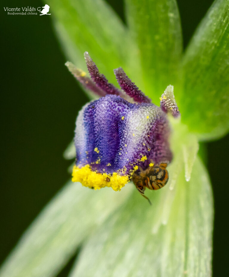 Florecer en pleno invierno: las maravillosas Miersias, plantas ...