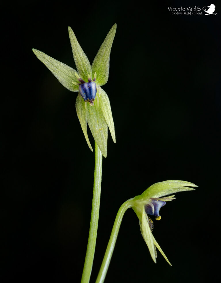 Florecer en pleno invierno: las maravillosas Miersias, plantas ...