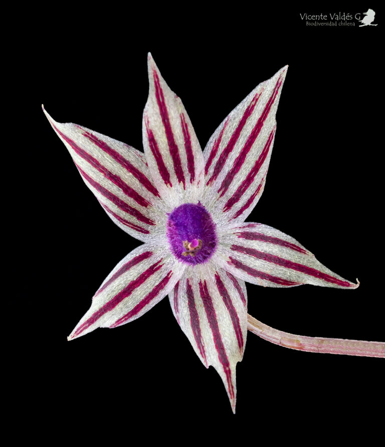 Florecer en pleno invierno: las maravillosas Miersias, plantas ...