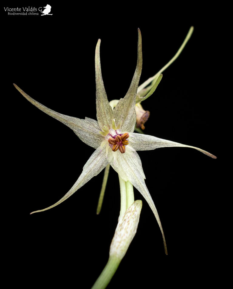 Florecer en pleno invierno: las maravillosas Miersias, plantas ...