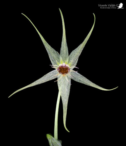 Florecer en pleno invierno: las maravillosas Miersias, plantas ...