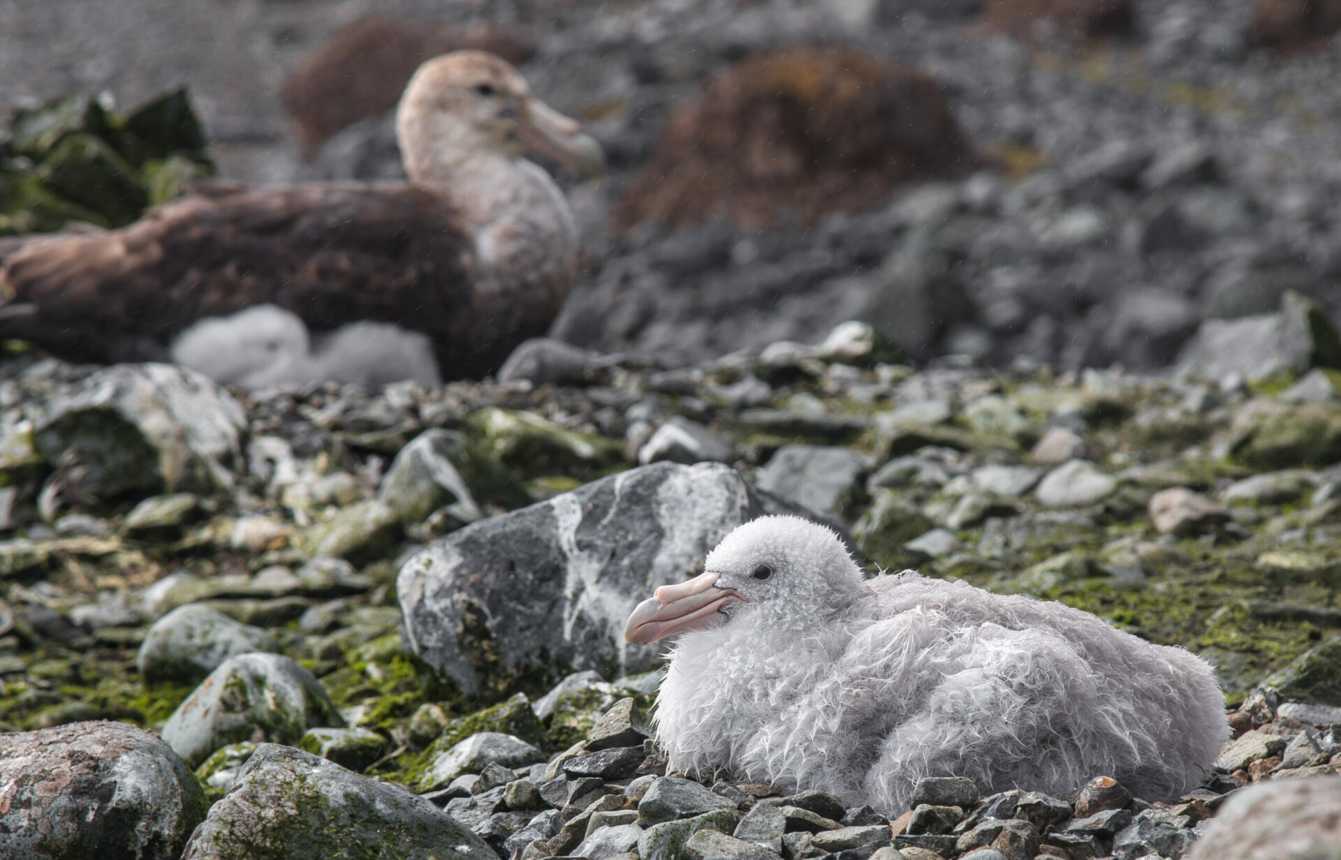 La desconocida “dieta” de los petreles que los tiene en riesgo a nivel ...