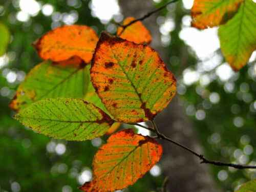 Proyecto internacional busca rescatar las tres especies de Nothofagus ...