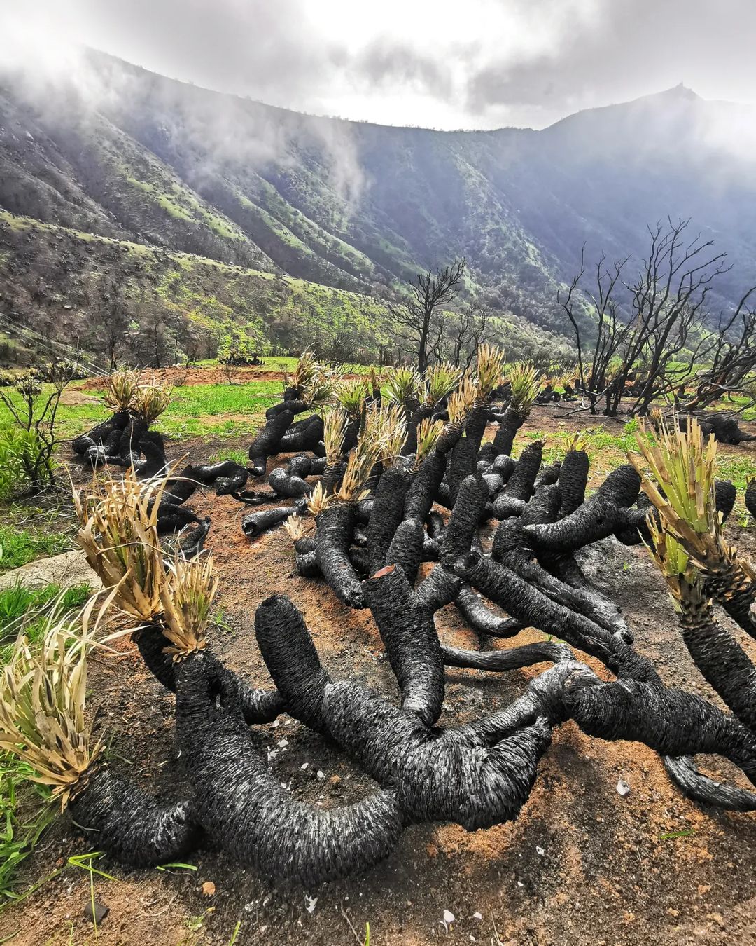 ¡Buenas noticias! A meses de los incendios, renacen los chaguales en el ...