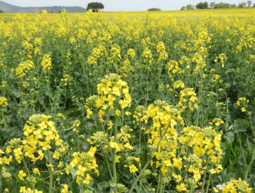 ¡Una avalancha de amarillo! Explorando la floración primaveral del yuyo | Ladera Sur