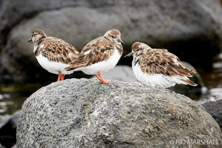 En este Día de las Aves Migratorias, conoce diez increíbles especies ...