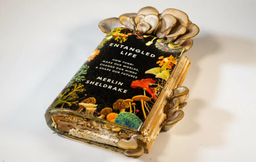 Merlin Sheldrake, micólogo: “Cualquier relato sobre el mundo viviente ...