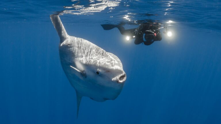 Pez luna: el gigante solitario que recorre los mares del mundo | Ladera Sur
