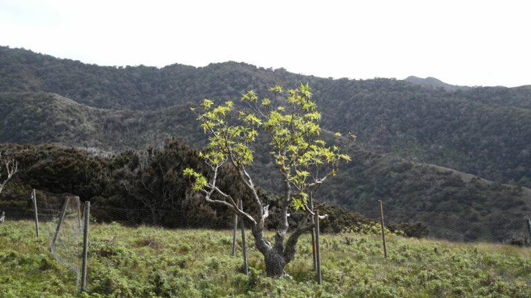 El último ejemplar en estado silvestre: conoce a la Dendroseris ...