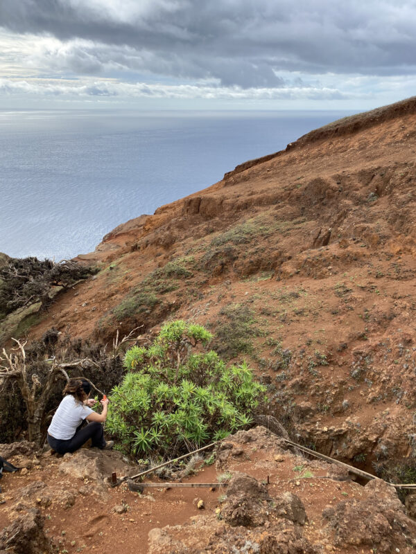 El último ejemplar en estado silvestre: conoce a la Dendroseris ...