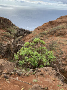 El último ejemplar en estado silvestre: conoce a la Dendroseris ...