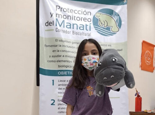 Liberación del manatí antillano Pompeyo trae esperanza para la especie ...
