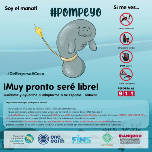 Liberación del manatí antillano Pompeyo trae esperanza para la especie ...
