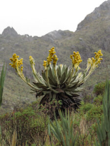 Los frailejones, plantas insignes de los páramos colombianos | Ladera Sur