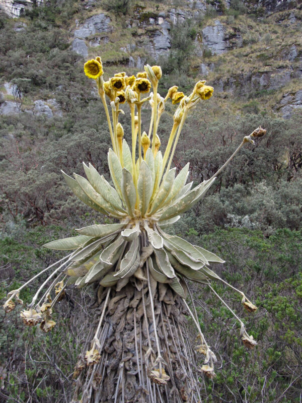 Los frailejones, plantas insignes de los páramos colombianos | Ladera Sur