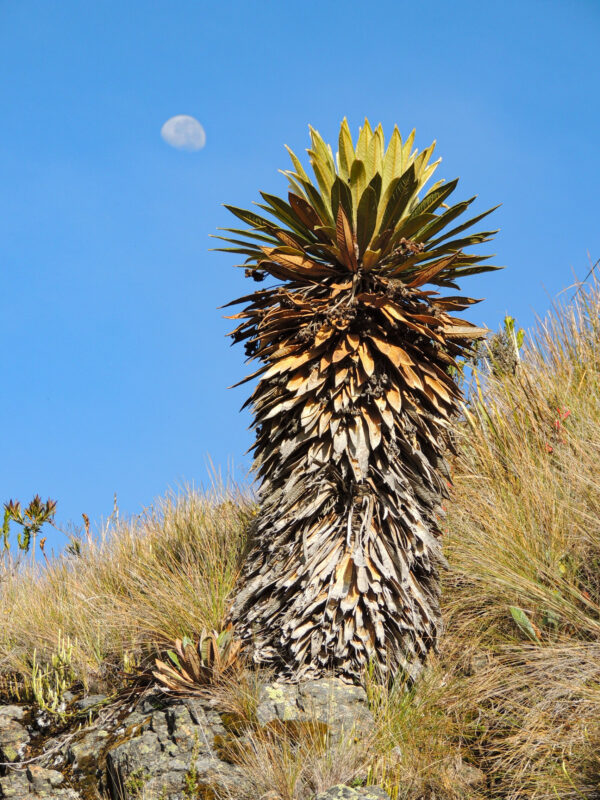 Los frailejones, plantas insignes de los páramos colombianos | Ladera Sur