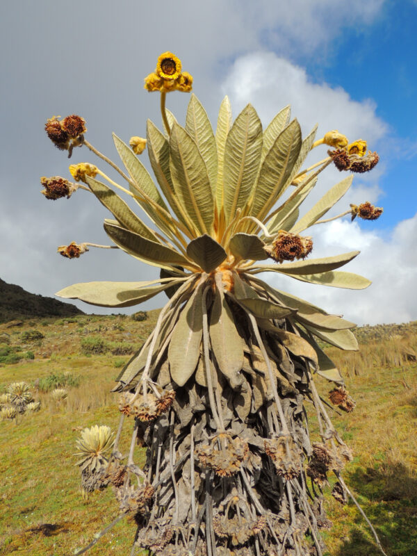 Los frailejones, plantas insignes de los páramos colombianos | Ladera Sur