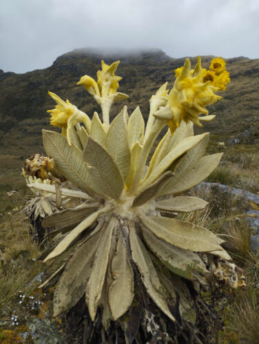 Los frailejones, plantas insignes de los páramos colombianos | Ladera Sur