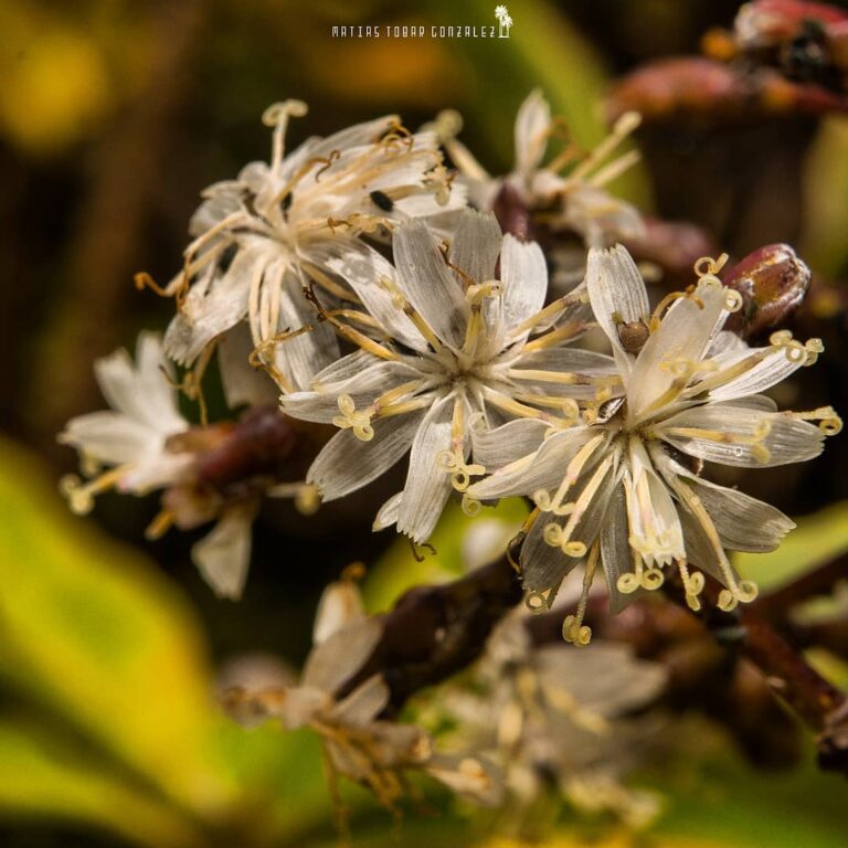 El último ejemplar en estado silvestre: conoce a la Dendroseris ...