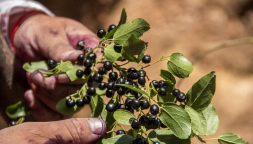 Maqui, murta y calafate: las bayas eternas de la Patagonia | Ladera Sur
