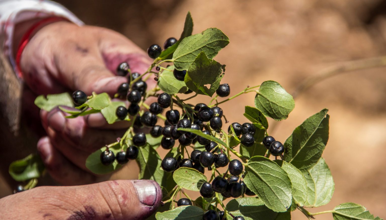 Maqui, murta y calafate: las bayas eternas de la Patagonia | Ladera Sur