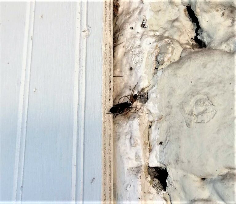 ¿Arañas en casa? Las especies más comunes que puedes encontrar en tu ...